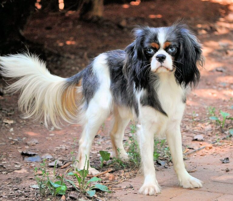 Miniature Bernese Mountain Dog - Escondido Acres